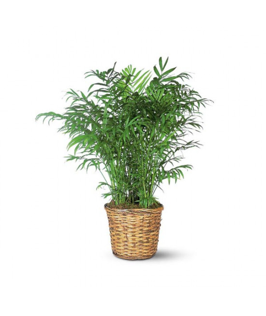 Parlor Palm · TF136-2 - Teleflora · Flower Delivery · FloristsOnline.net