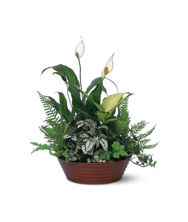 Dish Garden · TF139-2 - Teleflora · Flower Delivery · FloristsOnline.net